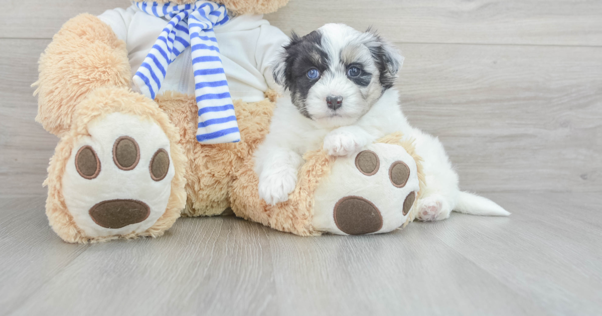 Funny Mini Pomskydoodle Midnight: 4lb 10oz Doodle Puppy