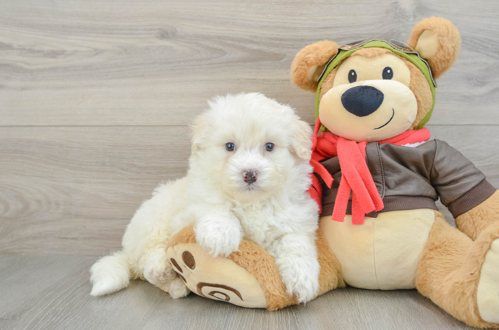 Exclusive Mini Pomskydoodle Puppies For Sale | Premier Pups