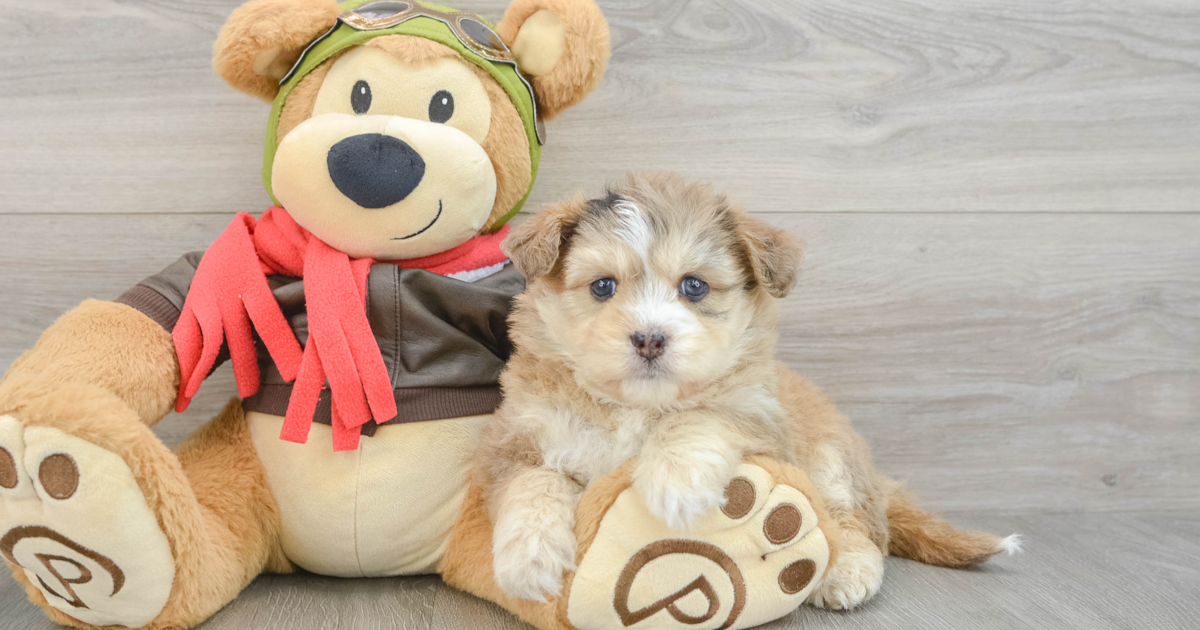 Friendly Mini Pomskydoodle Sully: 6lb 5oz Doodle Puppy
