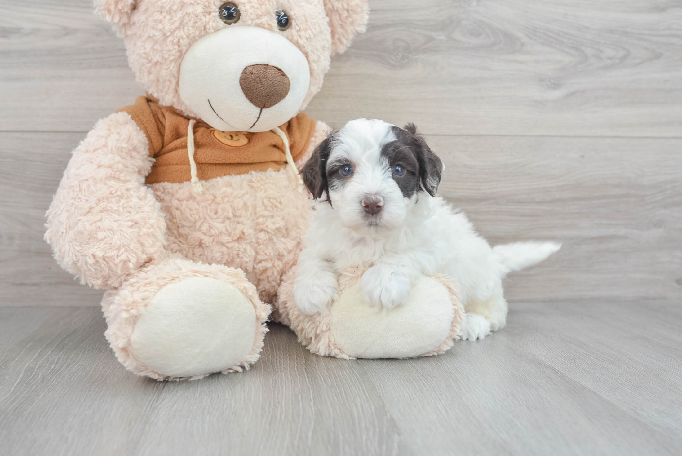 Photo Gallery: Beautiful Mini Portidoodle Pictures - Premier Pups