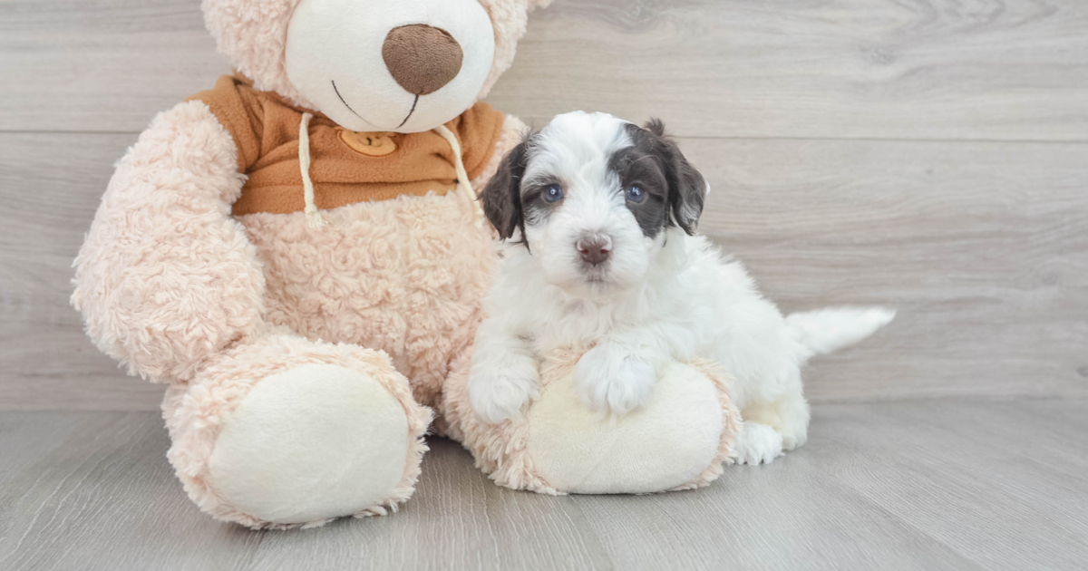 Smart Mini Portidoodle Blanc: 5lb 12oz Doodle Puppy