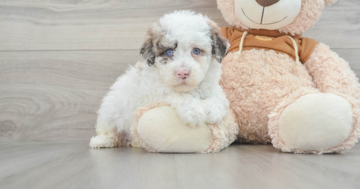 Cute Mini Portidoodle Blanc: 6lb 11oz Doodle Puppy