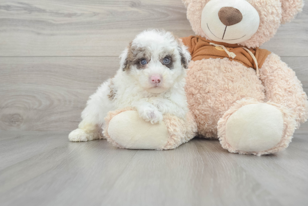 Petite Mini Portidoodle Blizz: 6lb 6oz Doodle Puppy