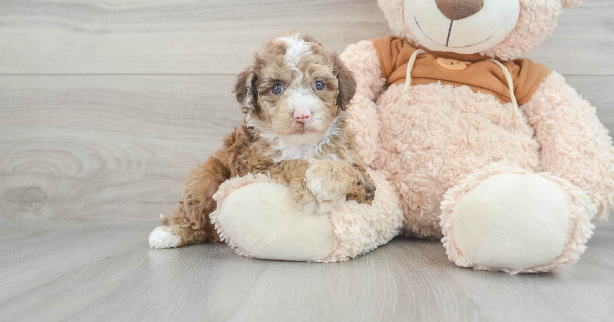 Happy Mini Portidoodle Bora Bora: 5lb 8oz Doodle Puppy