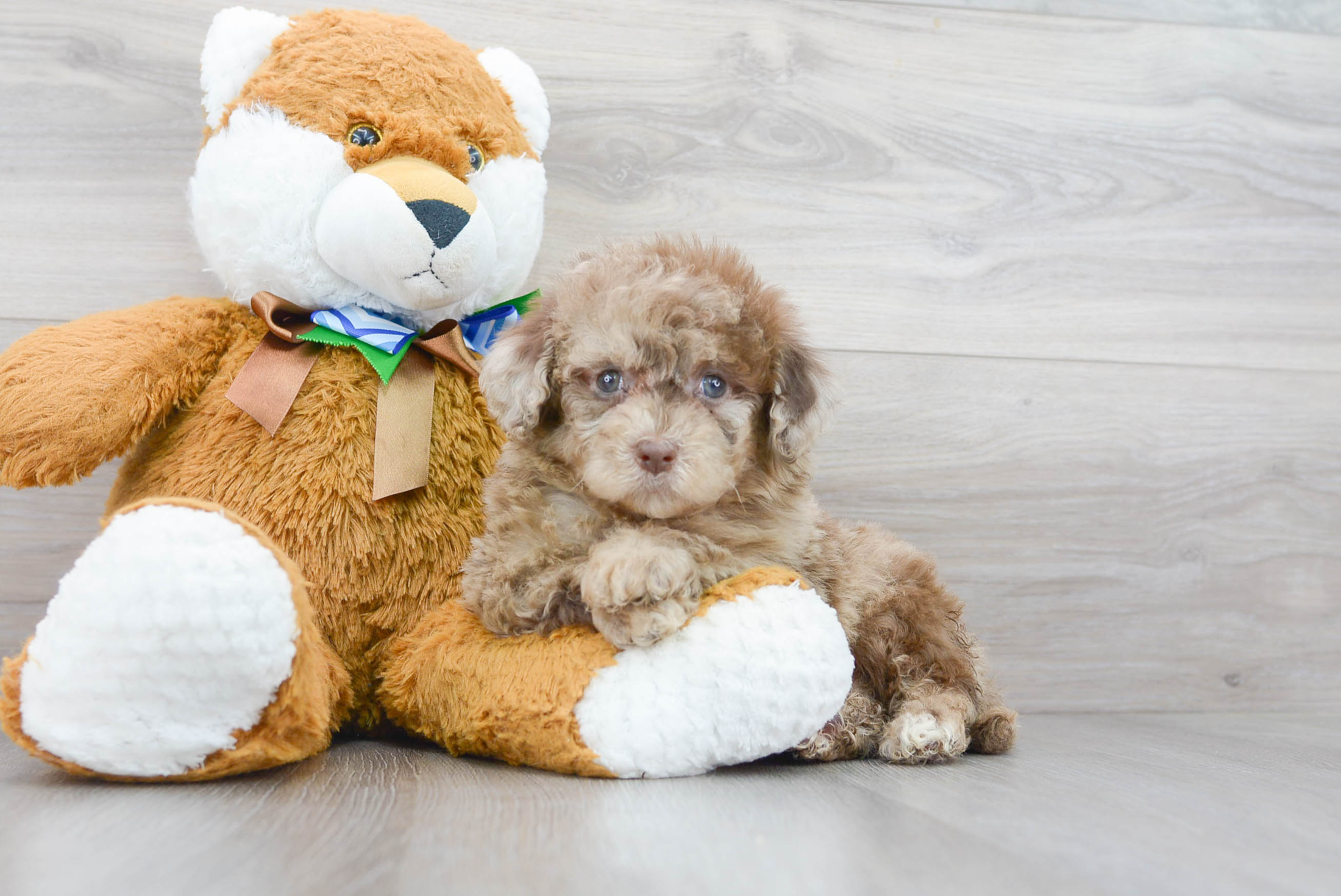 Photo Gallery: Beautiful Mini Portidoodle Pictures - Premier Pups
