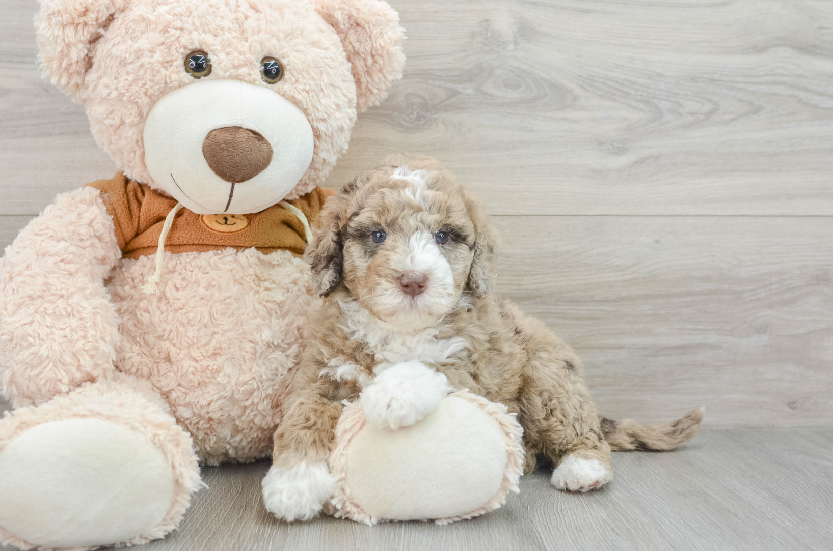 Mini Portidoodle Puppies for Sale - Petite Size | Premier Pups
