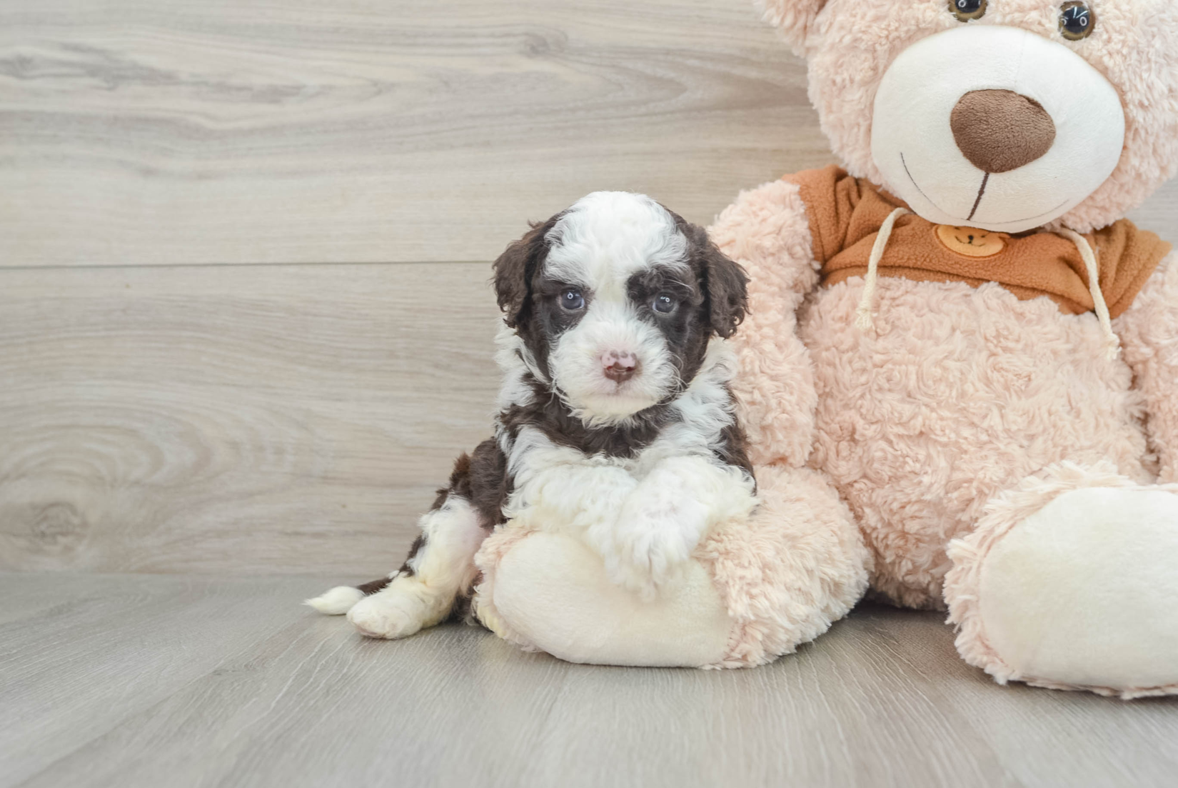 Photo Gallery: Beautiful Mini Portidoodle Pictures - Premier Pups
