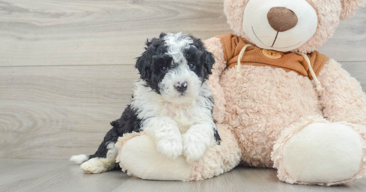 Energetic Mini Portidoodle Kenneth: 5lb 15oz Doodle Puppy