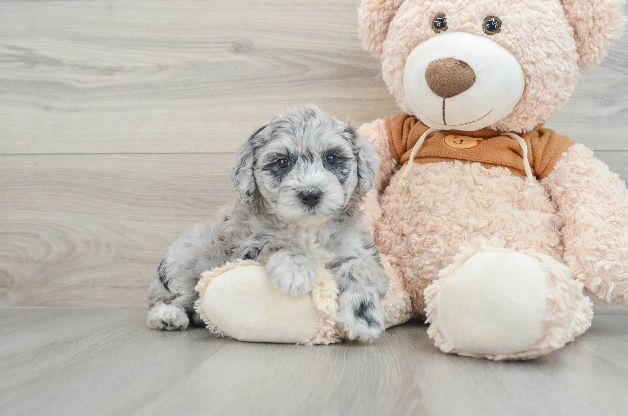 Mini Portidoodle Puppies for Sale - Petite Size | Premier Pups