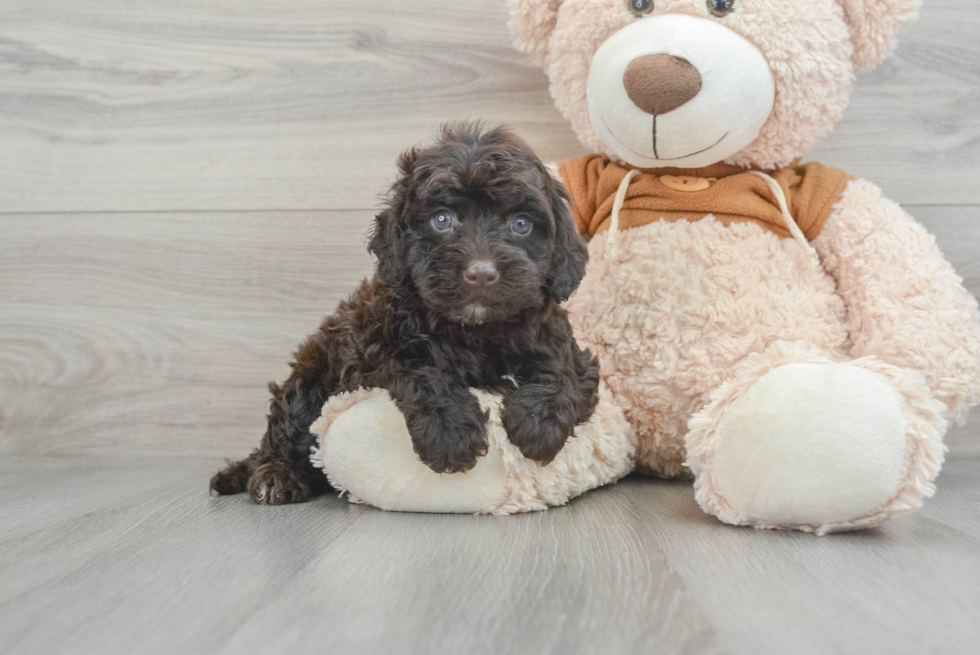 Hypoallergenic Mini Portidoodle Kimmy: 5lb 4oz Doodle Puppy