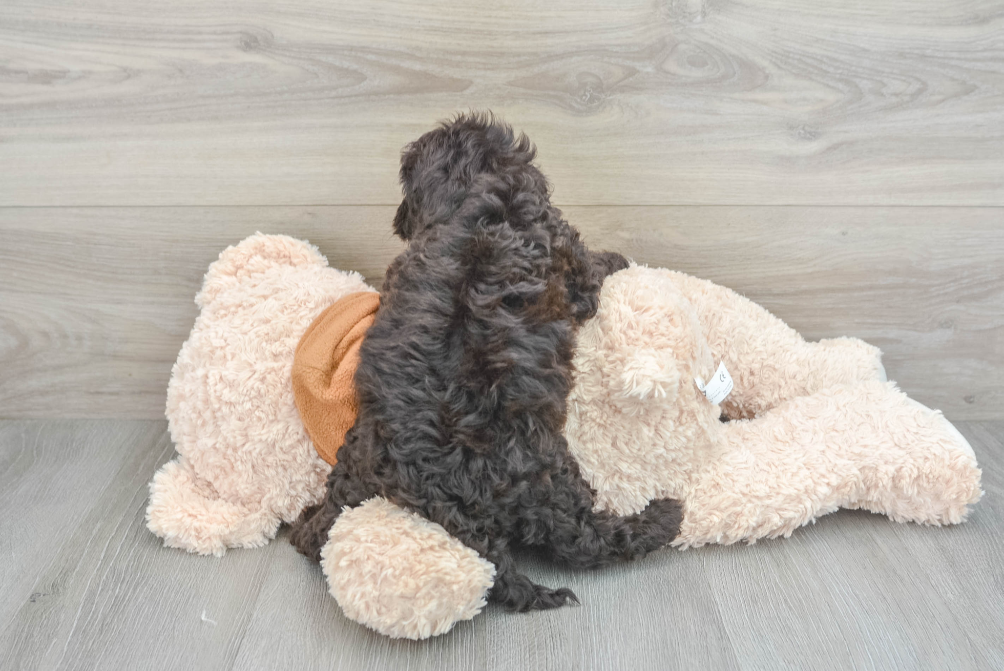 Popular Mini Portidoodle Kimmy: 5lb 4oz Doodle Puppy