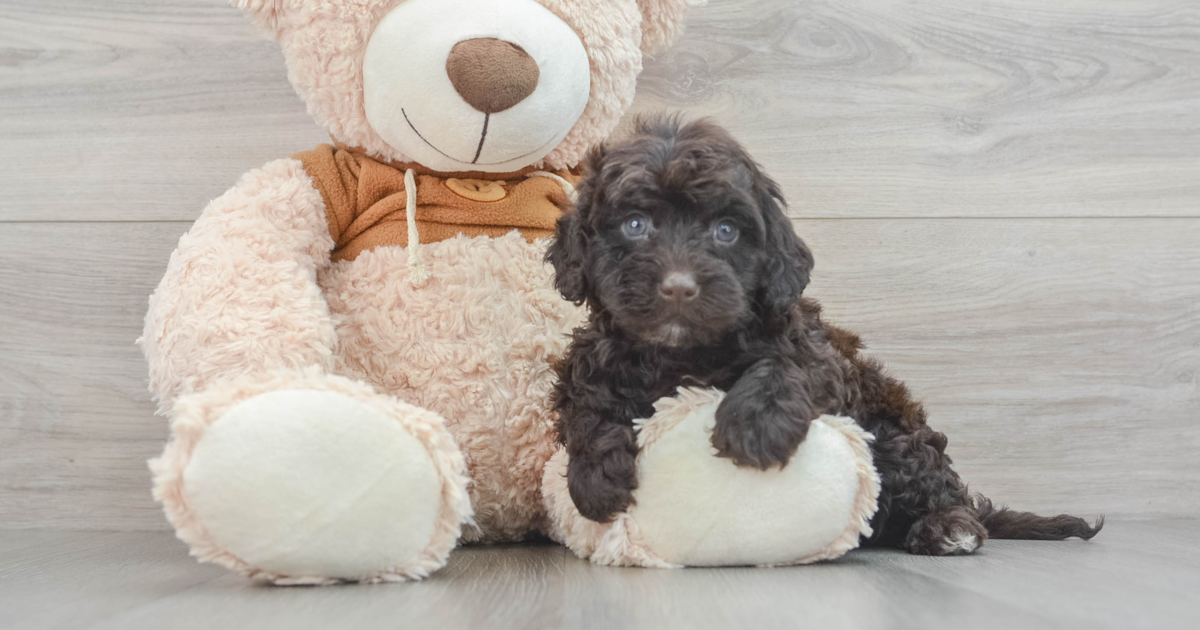 Popular Mini Portidoodle Kimmy: 5lb 4oz Doodle Puppy
