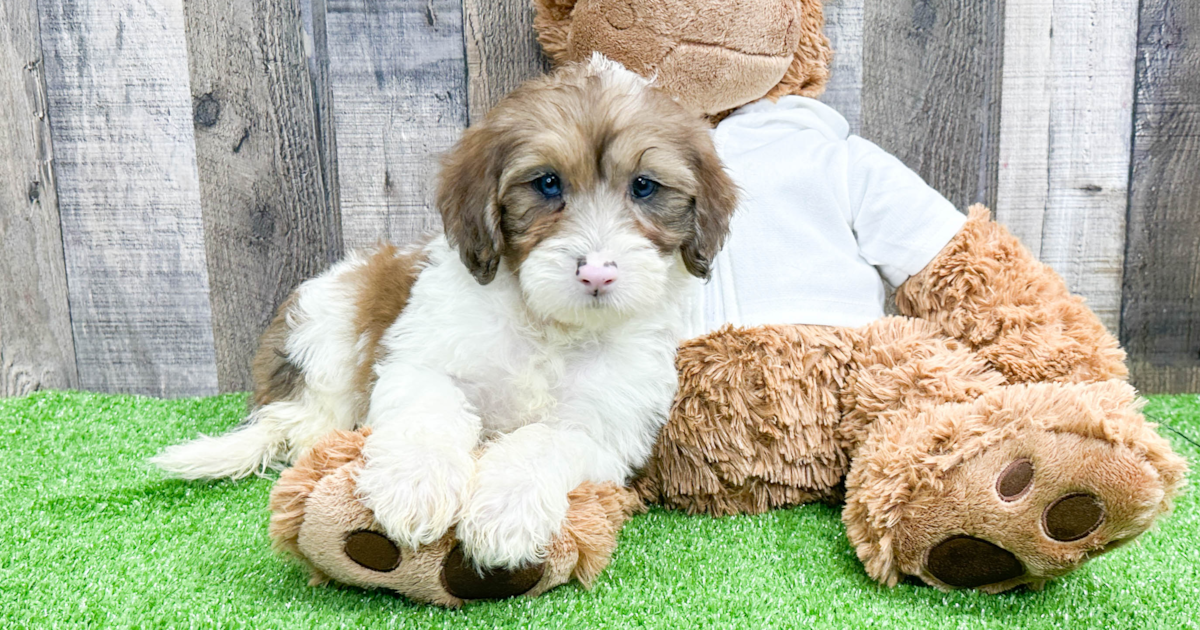 Smart Mini Portidoodle Kong: 8lb 6oz Doodle Puppy