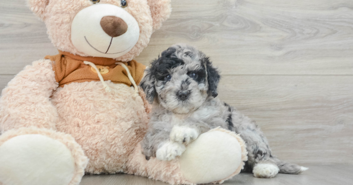 Little Mini Portidoodle Kong: 9lb 2oz Doodle Puppy
