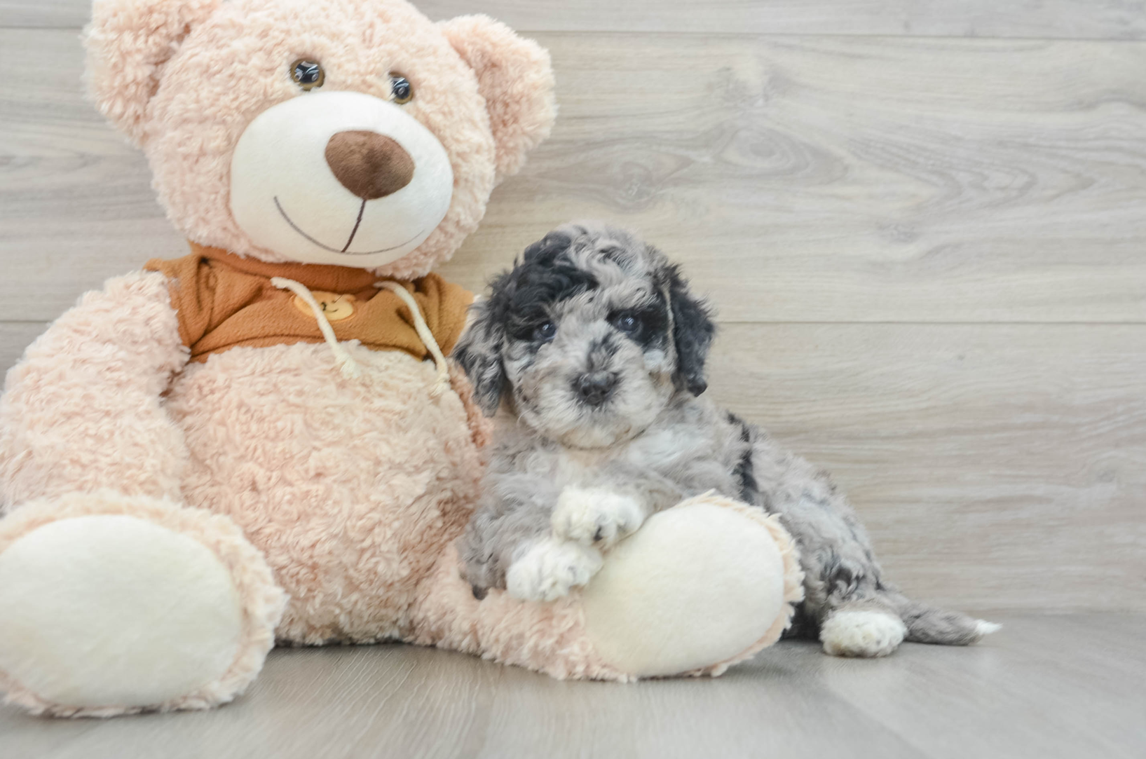 Mini Portidoodle Puppies for Sale - Petite Size | Premier Pups
