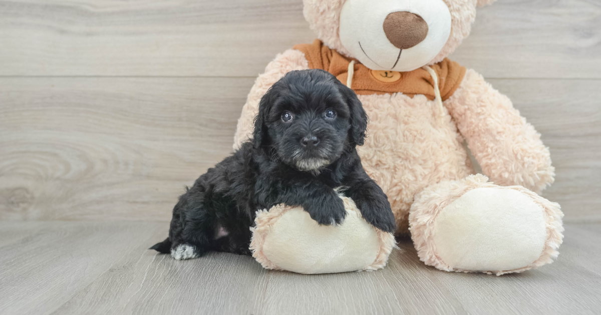 Energetic Mini Portidoodle Maeve: 5lb 8oz Doodle Puppy