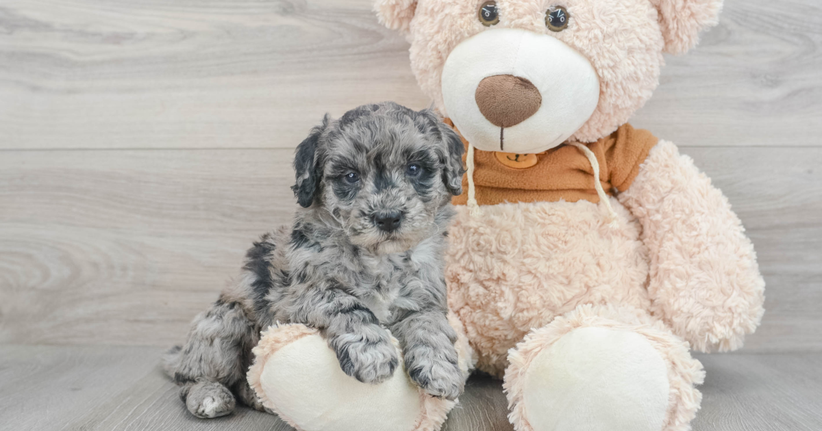 Hypoallergenic Mini Portidoodle Magnolia: 5lb 12oz Doodle Puppy