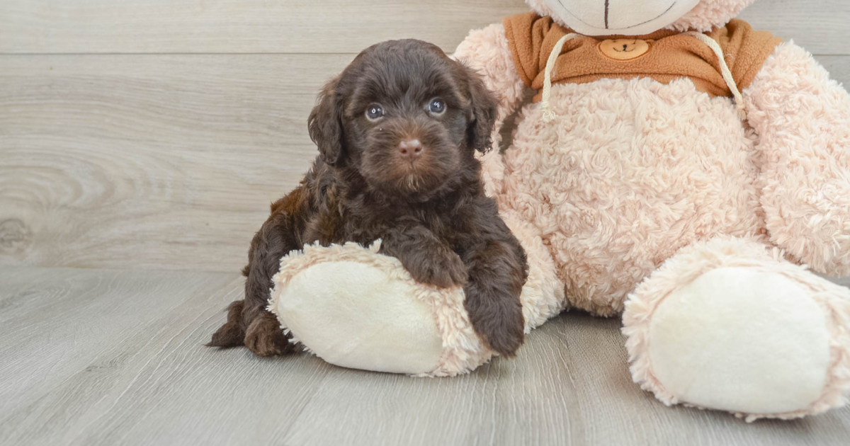 Smart Mini Portidoodle Mandalay: 6lb 8oz Doodle Puppy