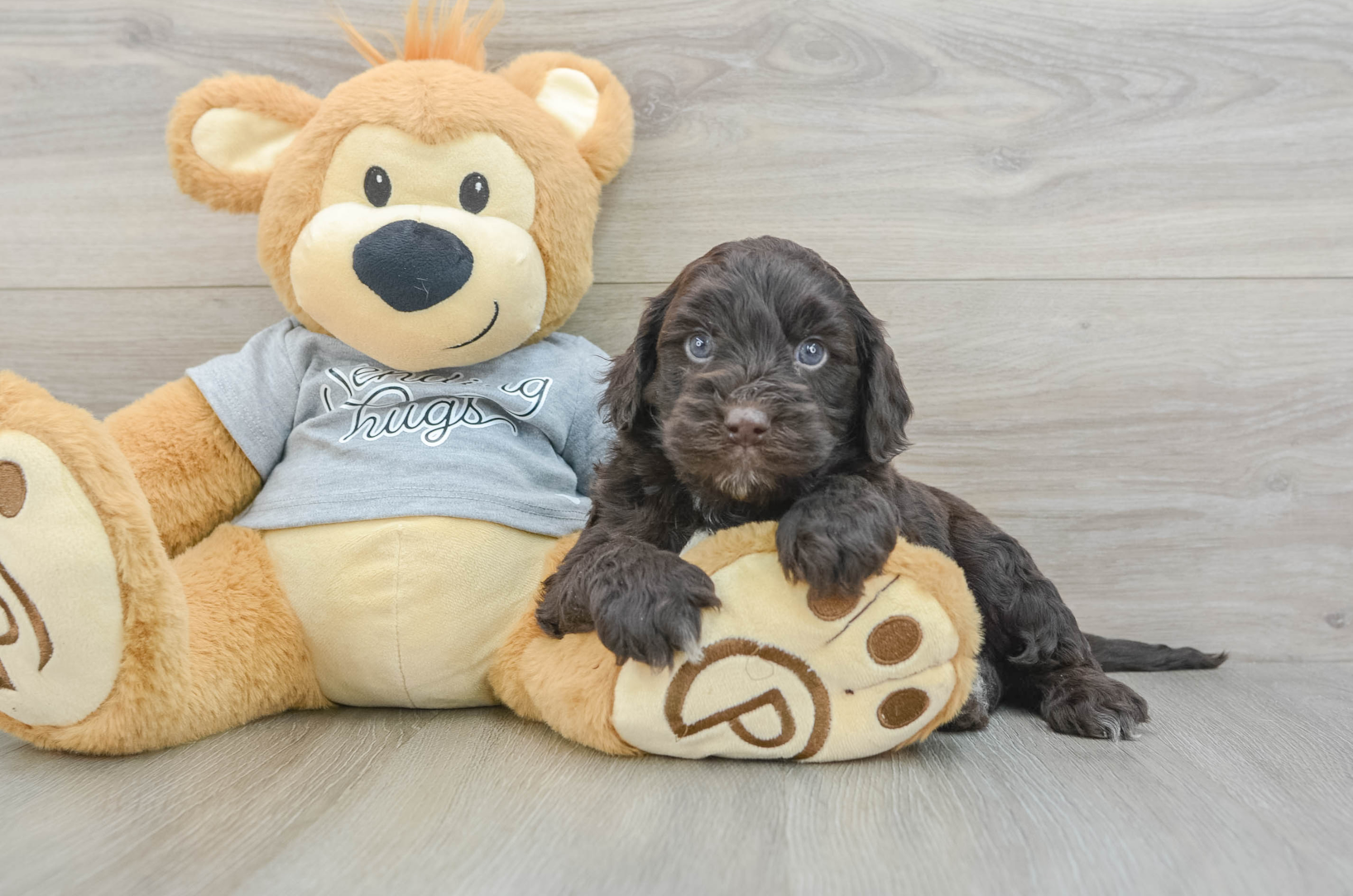 Mini Portidoodle Puppies for Sale - Petite Size | Premier Pups