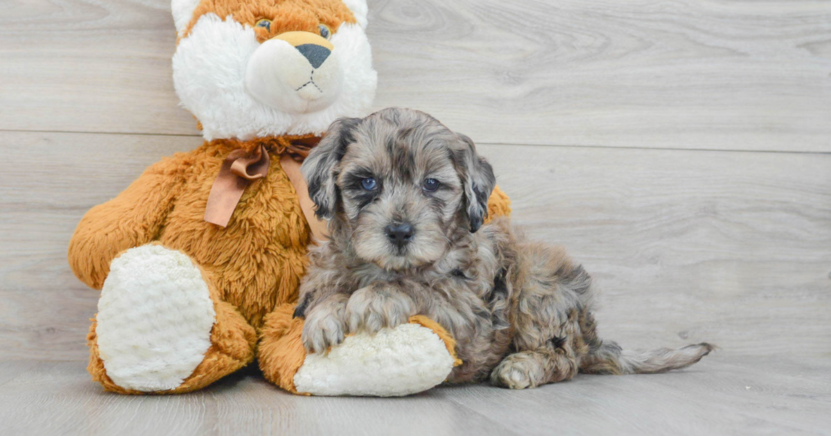 Playful Mini Portidoodle Mandalorian: 7lb 12oz Doodle Puppy