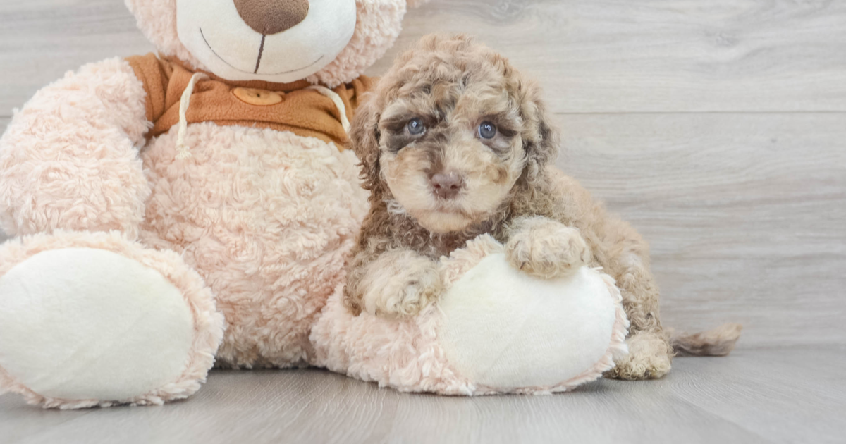 Playful Mini Portidoodle Marley: 9lb 3oz Doodle Puppy