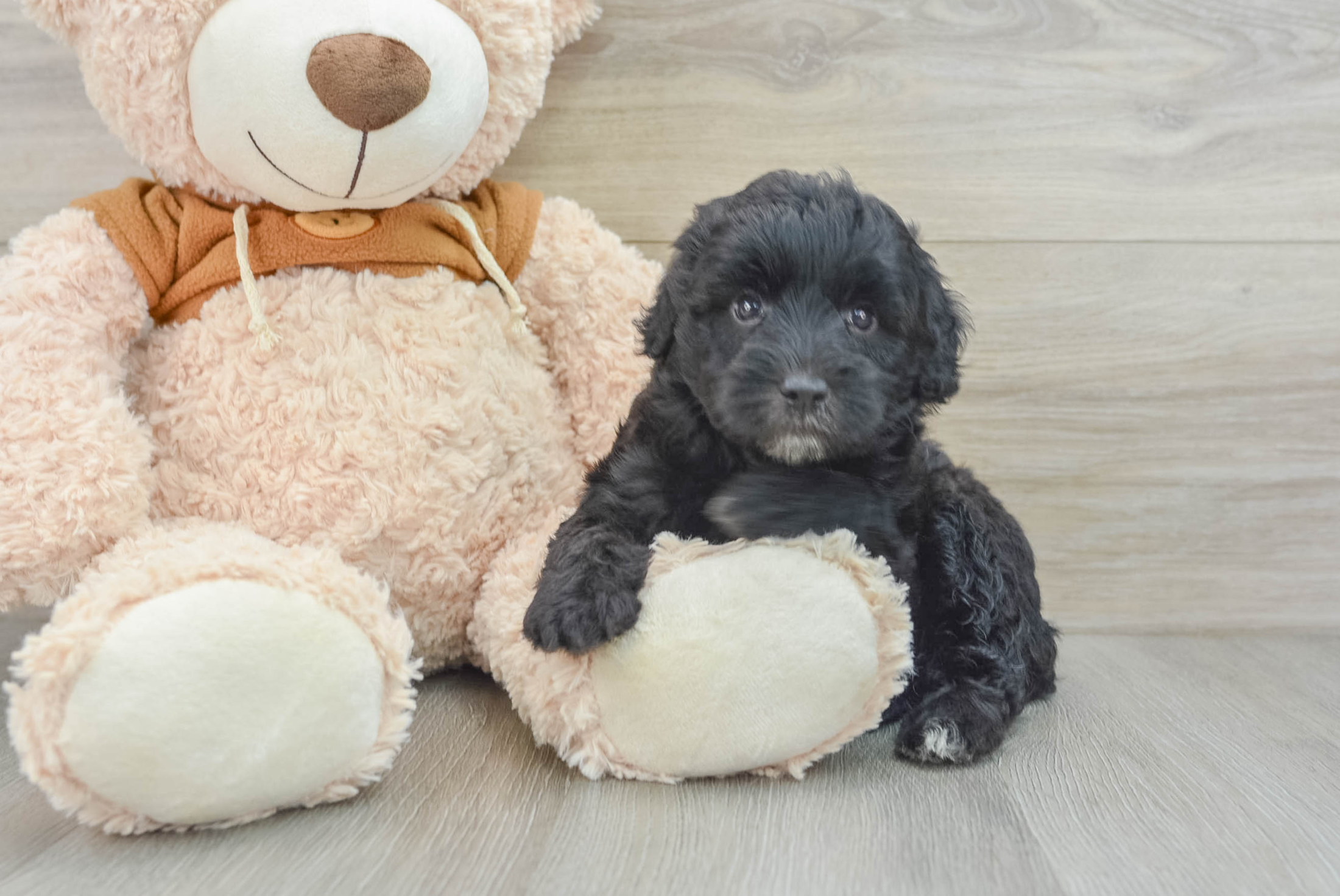 Photo Gallery: Beautiful Mini Portidoodle Pictures - Premier Pups