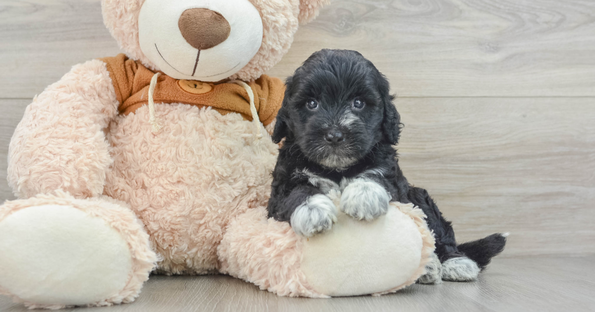 Playful Mini Portidoodle Mayo: 7lb 5oz Doodle Puppy