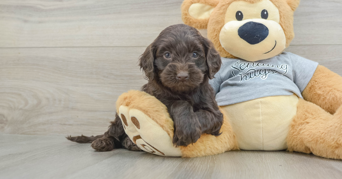 Energetic Mini Portidoodle Mcgraw: 6lb 14oz Doodle Puppy