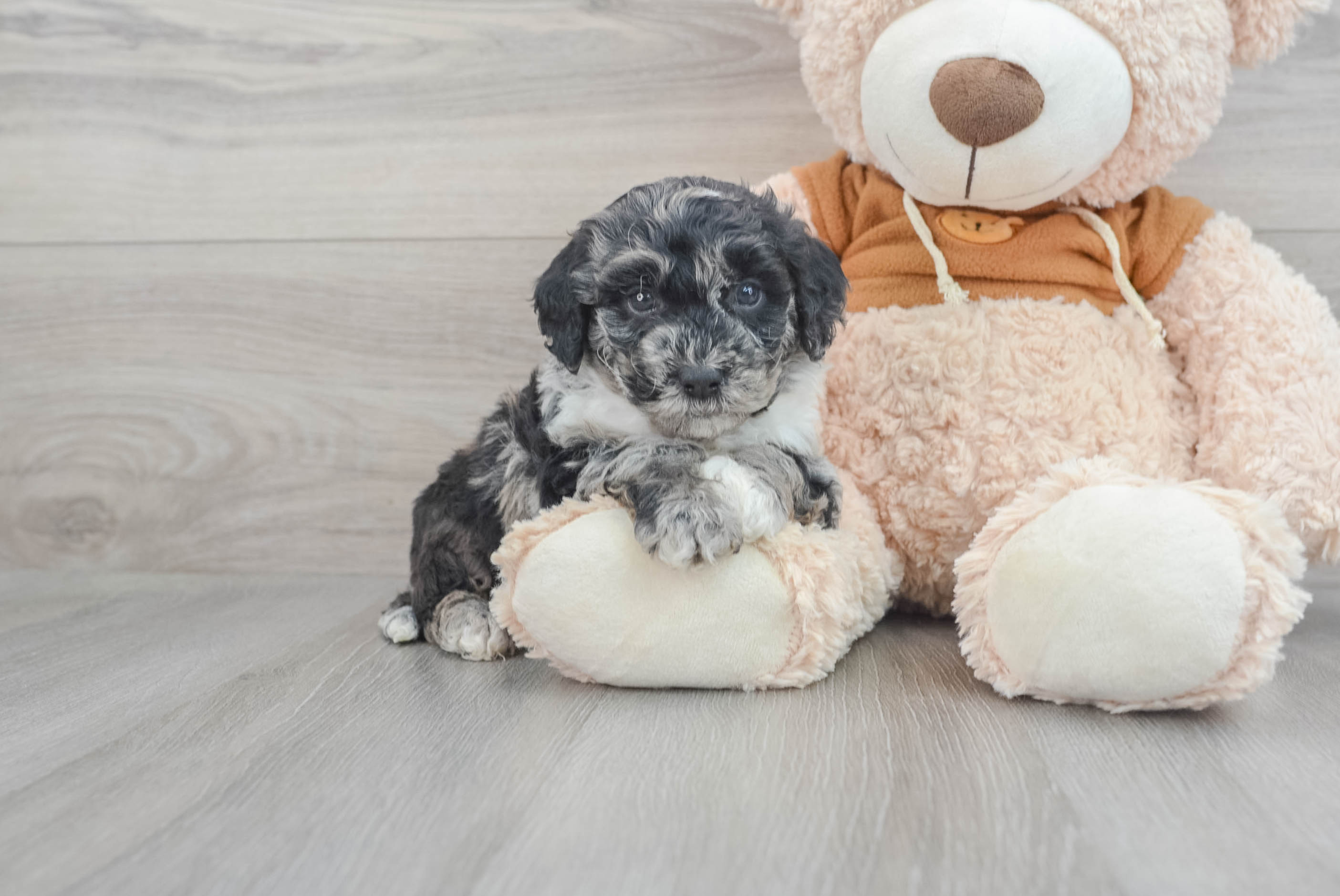Photo Gallery: Beautiful Mini Portidoodle Pictures - Premier Pups