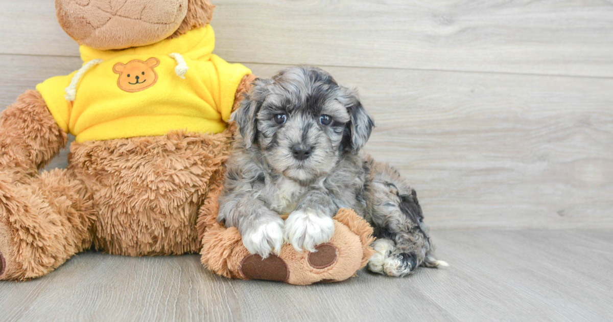 Little Mini Portidoodle Moonbeam: 6lb 3oz Doodle Puppy
