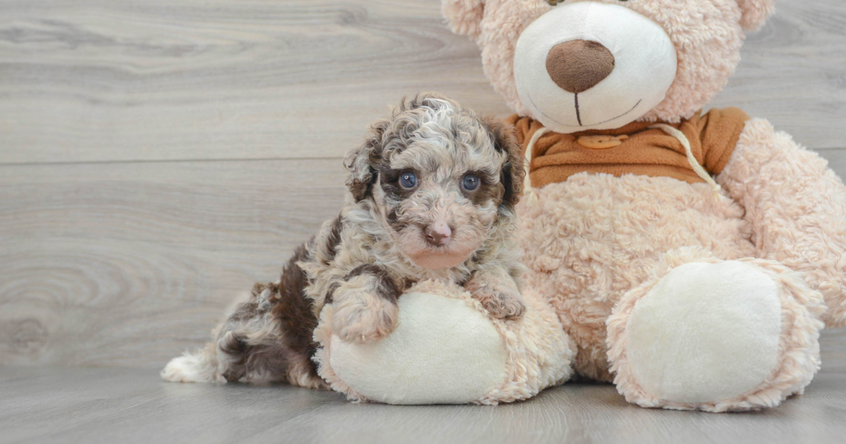 Adorable Mini Portidoodle Panini: 7lb 15oz Doodle Puppy