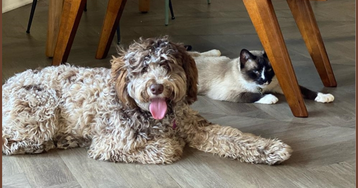 Mini Portidoodle Pictures, Size +MORE | Premier Pups