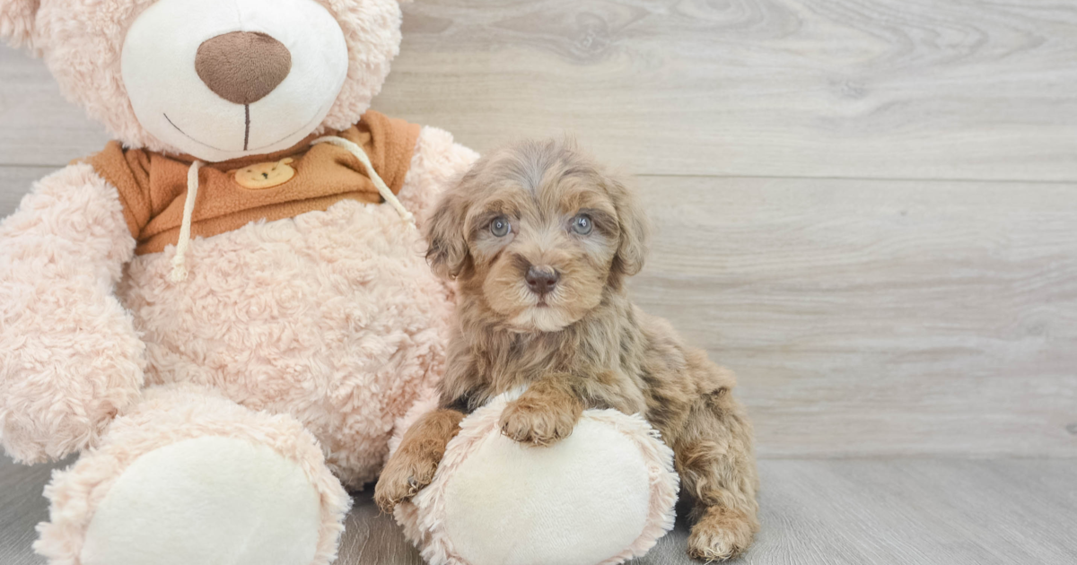 Hypoallergenic Mini Portidoodle Raina: 4lb 5oz Doodle Puppy