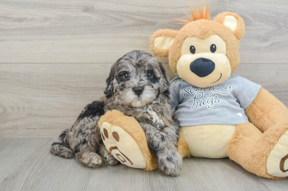 Mini Portidoodle Puppies for Sale - Petite Size | Premier Pups
