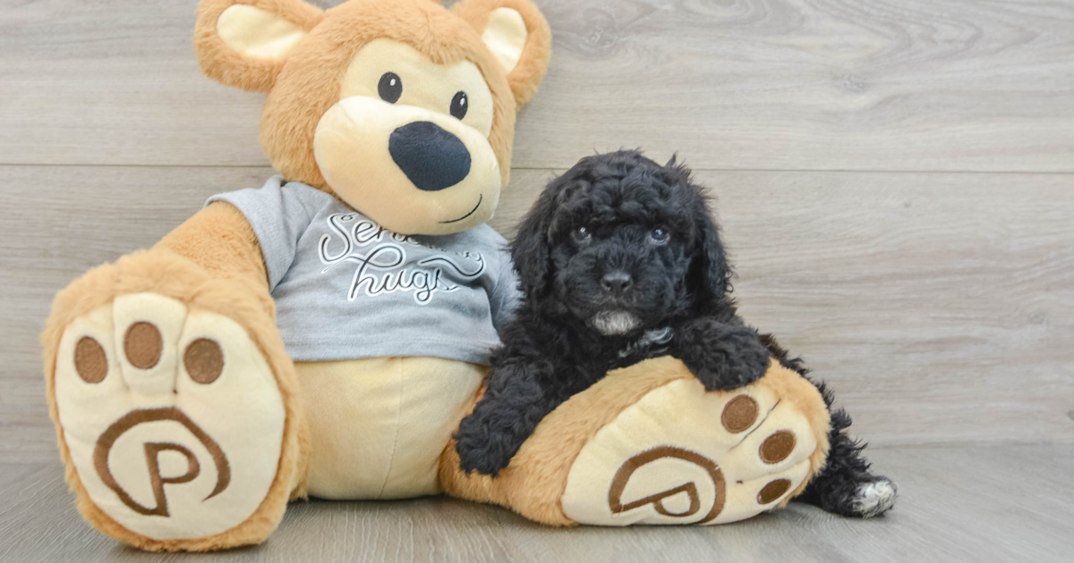 Smart Mini Portidoodle Rangerette: 5lb 3oz Doodle Puppy