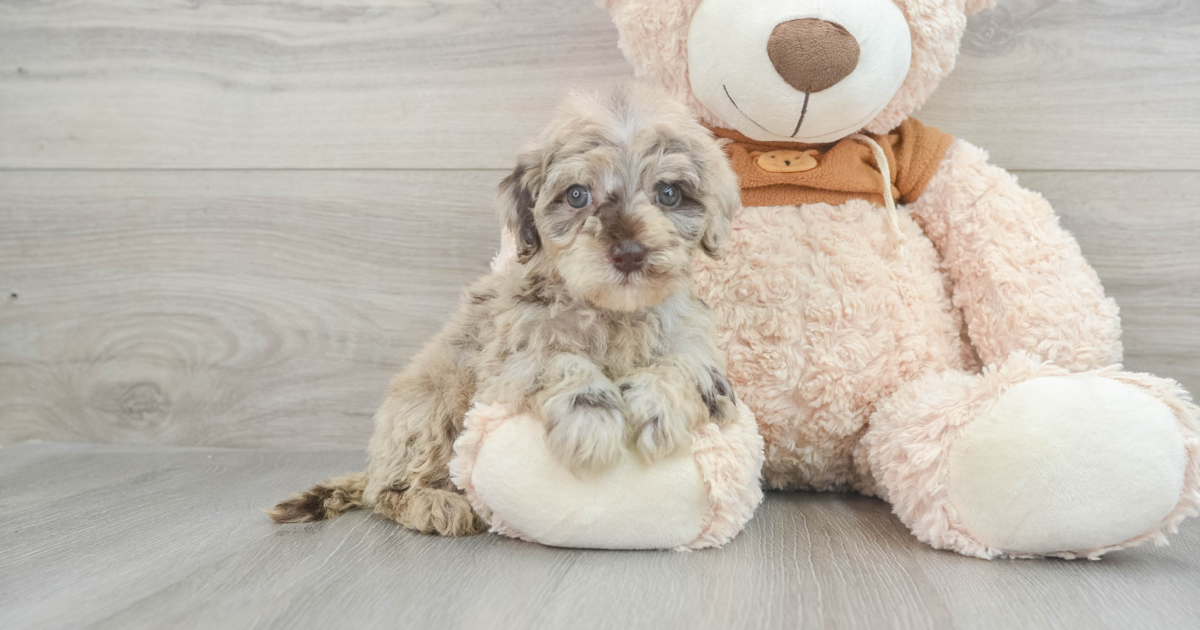 Energetic Mini Portidoodle Rango: 4lb 5oz Doodle Puppy