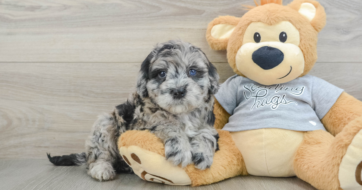 Little Mini Portidoodle Regatta: 7lb 5oz Doodle Puppy