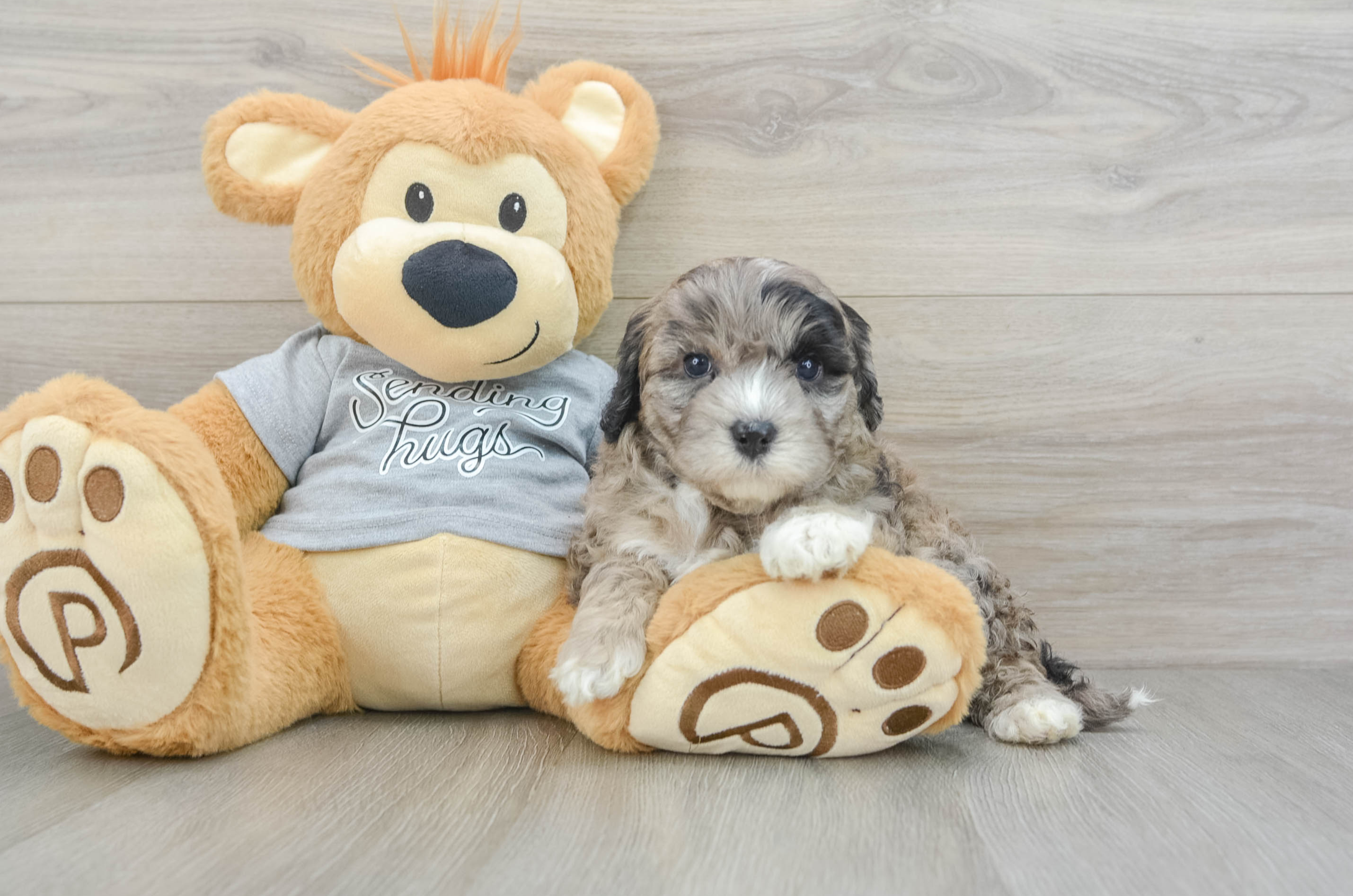 Mini Portidoodle Puppies for Sale - Petite Size | Premier Pups