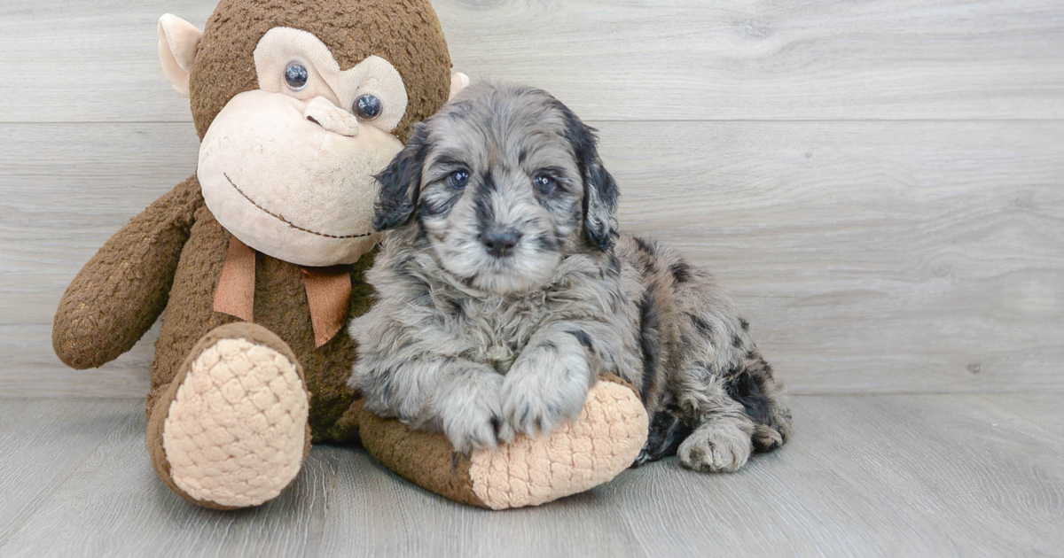 Small Mini Portidoodle Riva: 6lb 12oz Doodle Puppy