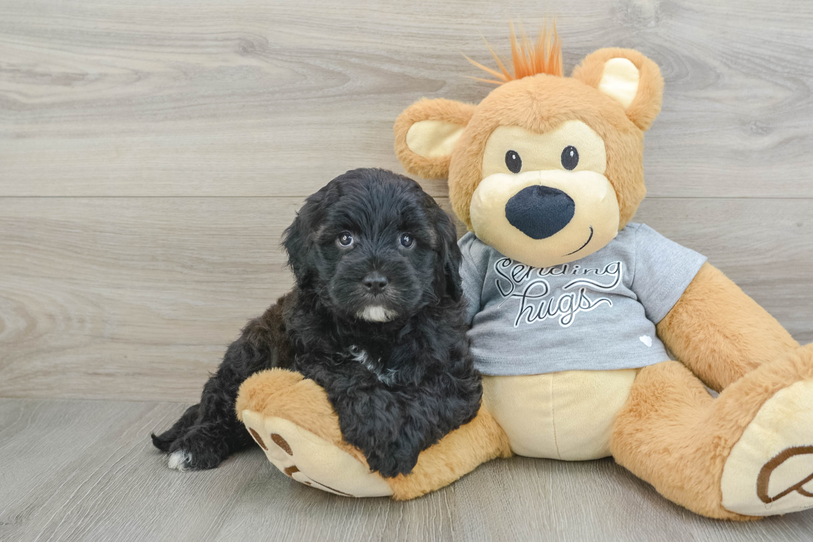 Photo Gallery: Beautiful Mini Portidoodle Pictures - Premier Pups
