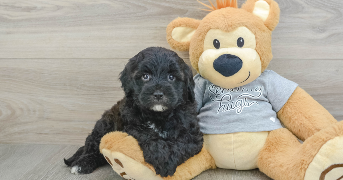 Energetic Mini Portidoodle Ros: 7lb 6oz Doodle Puppy