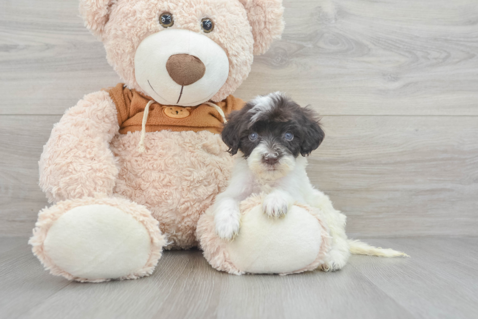 Cute Mini Portidoodle Rosabell: 3lb 12oz Doodle Puppy