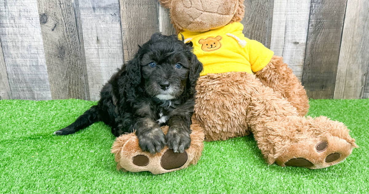 Energetic Mini Portidoodle Rosario: 8lb 12oz Doodle Puppy