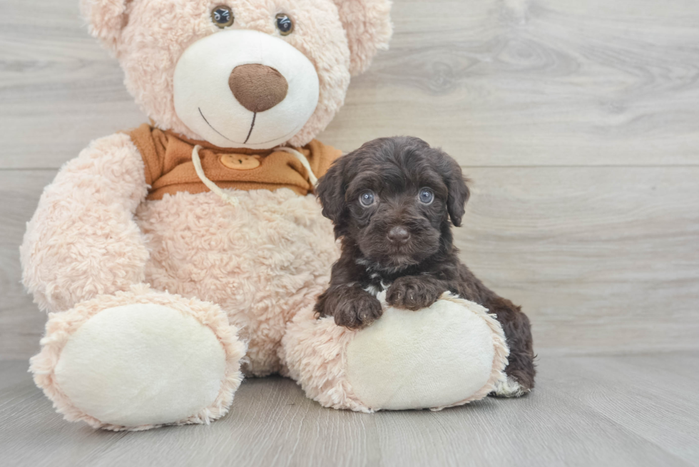 Petite Mini Portidoodle Rosario: 4lb 3oz Doodle Puppy