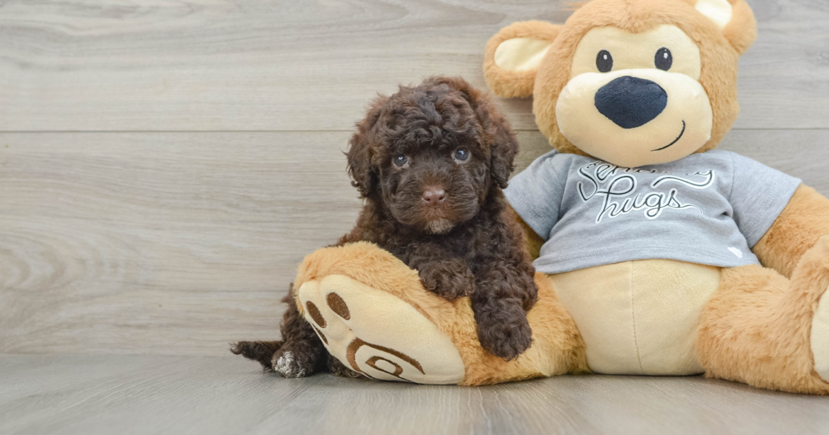 Adorable Mini Portidoodle Rosario: 5lb 5oz Doodle Puppy