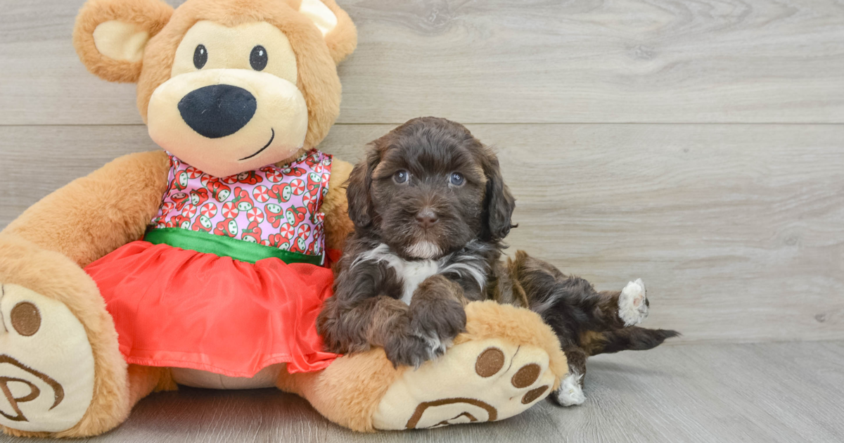 Adorable Mini Portidoodle Sauvignon: 5lb 7oz Doodle Puppy