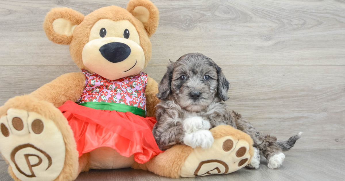 Petite Mini Portidoodle Seattle: 7lb 10oz Doodle Puppy