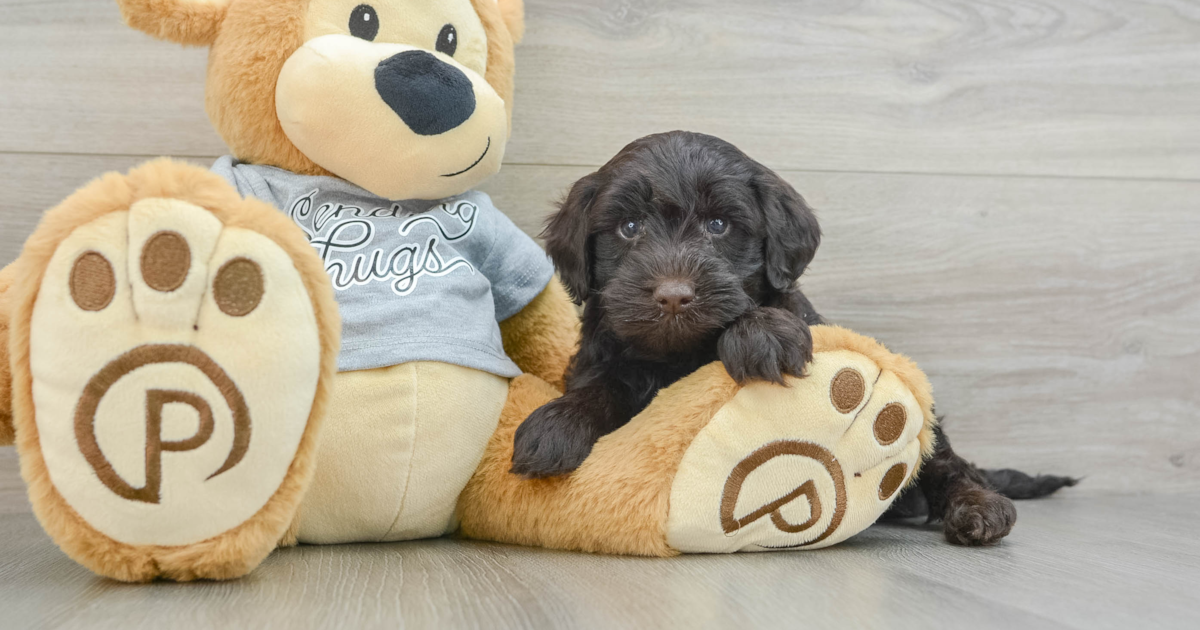 Petite Mini Portidoodle Sinclair: 4lb 6oz Doodle Puppy