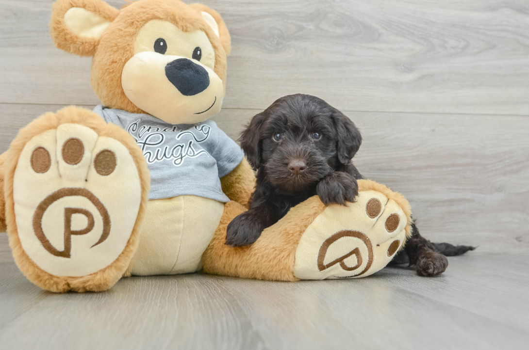 Mini Portidoodle Puppies for Sale - Petite Size | Premier Pups