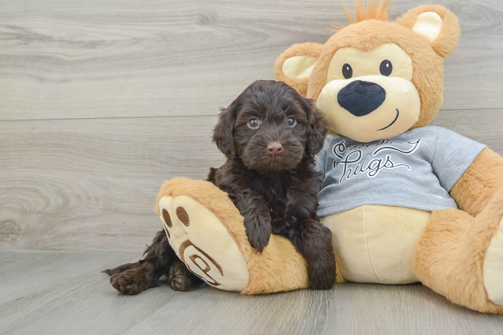 Photo Gallery: Beautiful Mini Portidoodle Pictures - Premier Pups